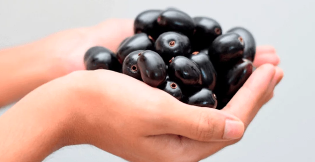 Jambolão: o poderoso antioxidante - Mundo Agro