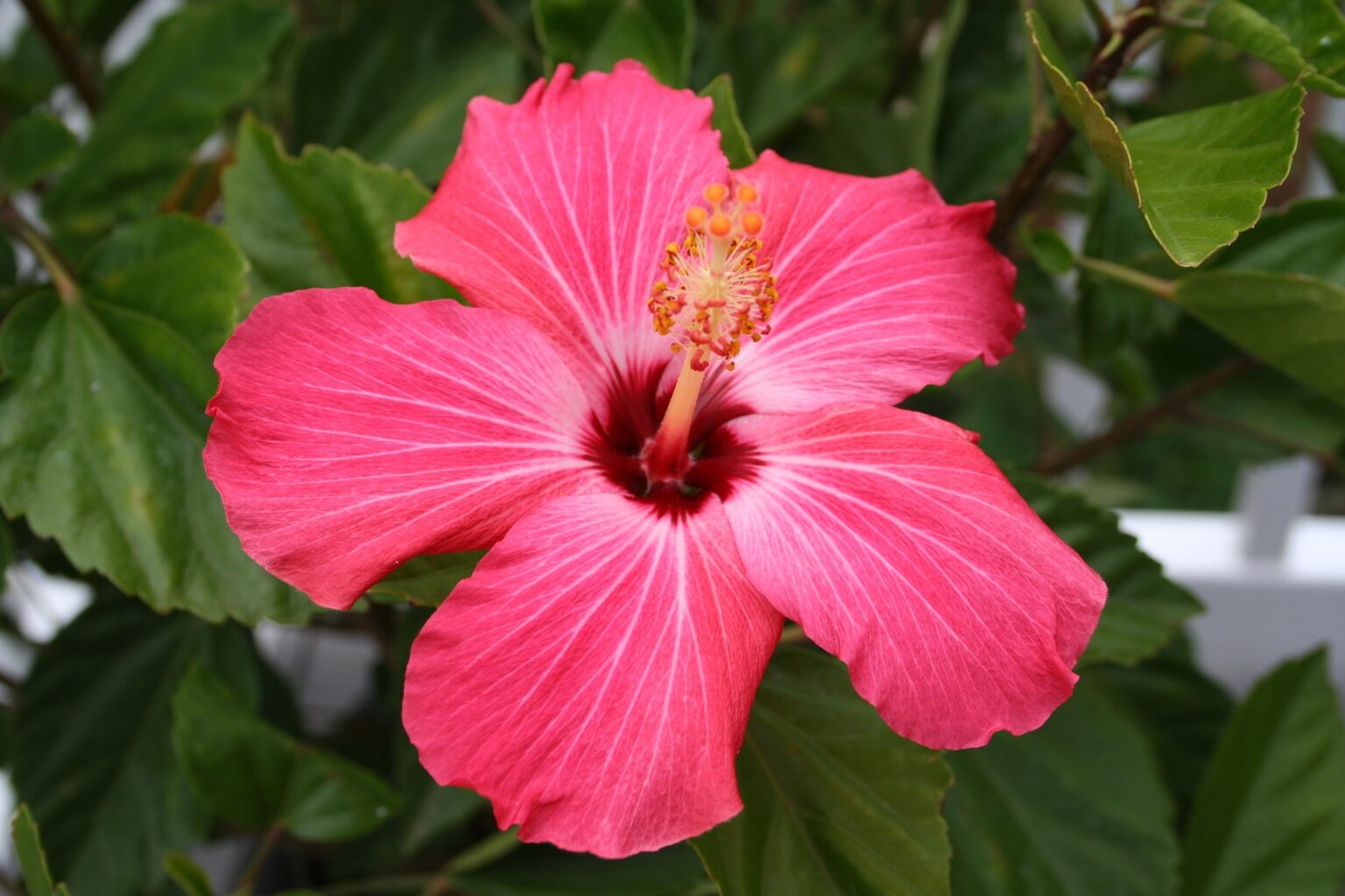 Um guia sobre o Hibisco - Mundo Agro