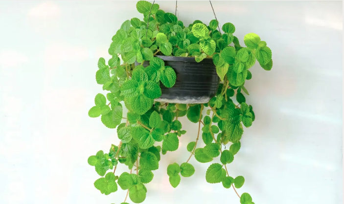 Dinheiro-em-penca, a planta da prosperidade - Mundo Agro