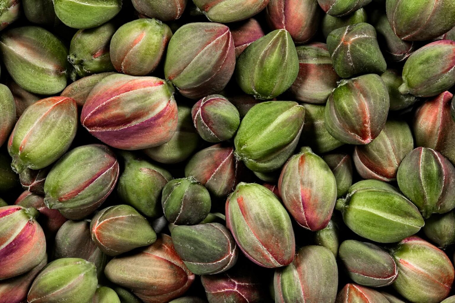 Alcaparras: Uso, benefícios e curiosidades - Mundo Agro