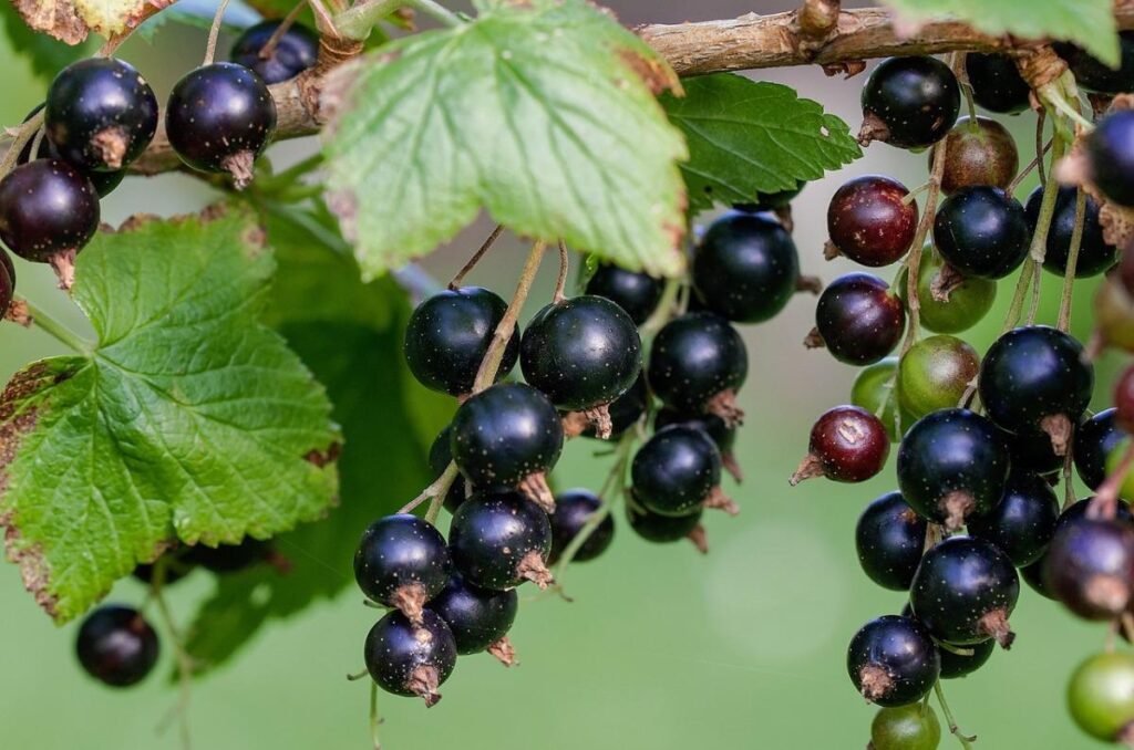 Cassis ou groselha-negra: benefícios e curiosidades - Mundo Agro