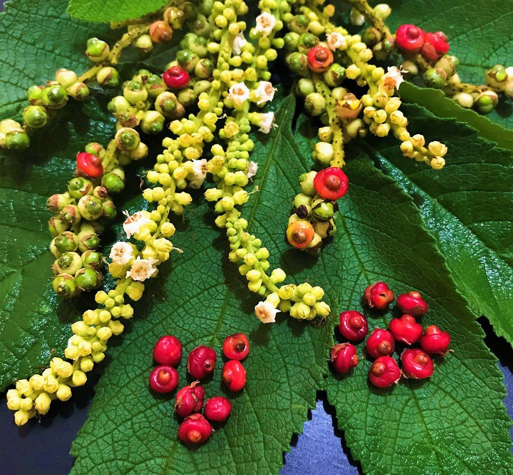 O poder da erva-baleeira - Mundo Agro